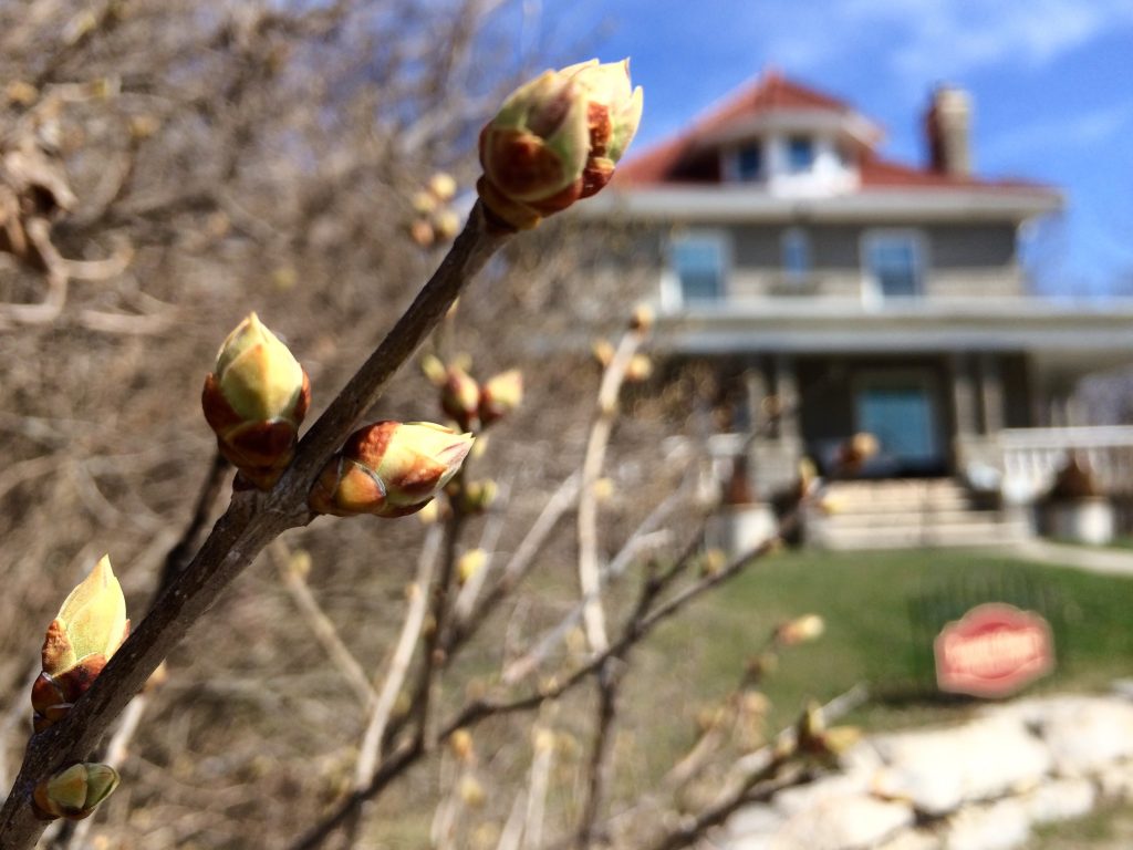 Buds & Blossoms | Prairie Creek Inn Buds & Blossoms | Prairie Creek Inn
